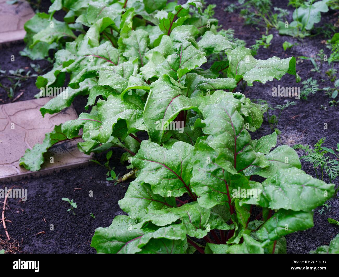 Growing beets in water hi-res stock photography and images - Alamy
