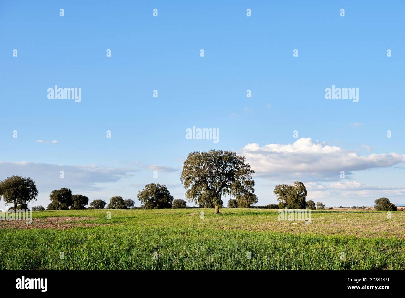 Oak tree grove hi-res stock photography and images - Alamy