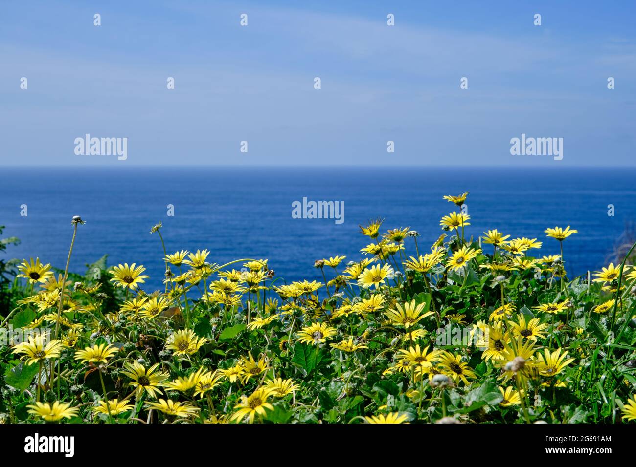 Cape peninsula flowers hi-res stock photography and images - Alamy