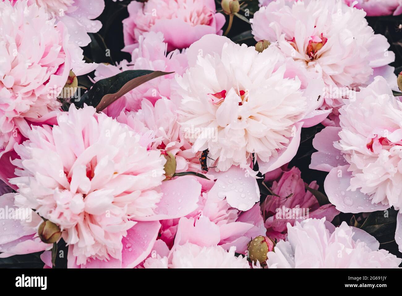 Fresh bunch of pink peonies peony roses flowers, white with blue effect ...