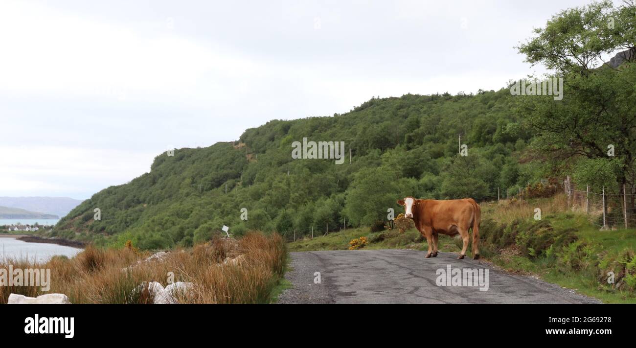 Highland cow on single track road hi-res stock photography and images ...