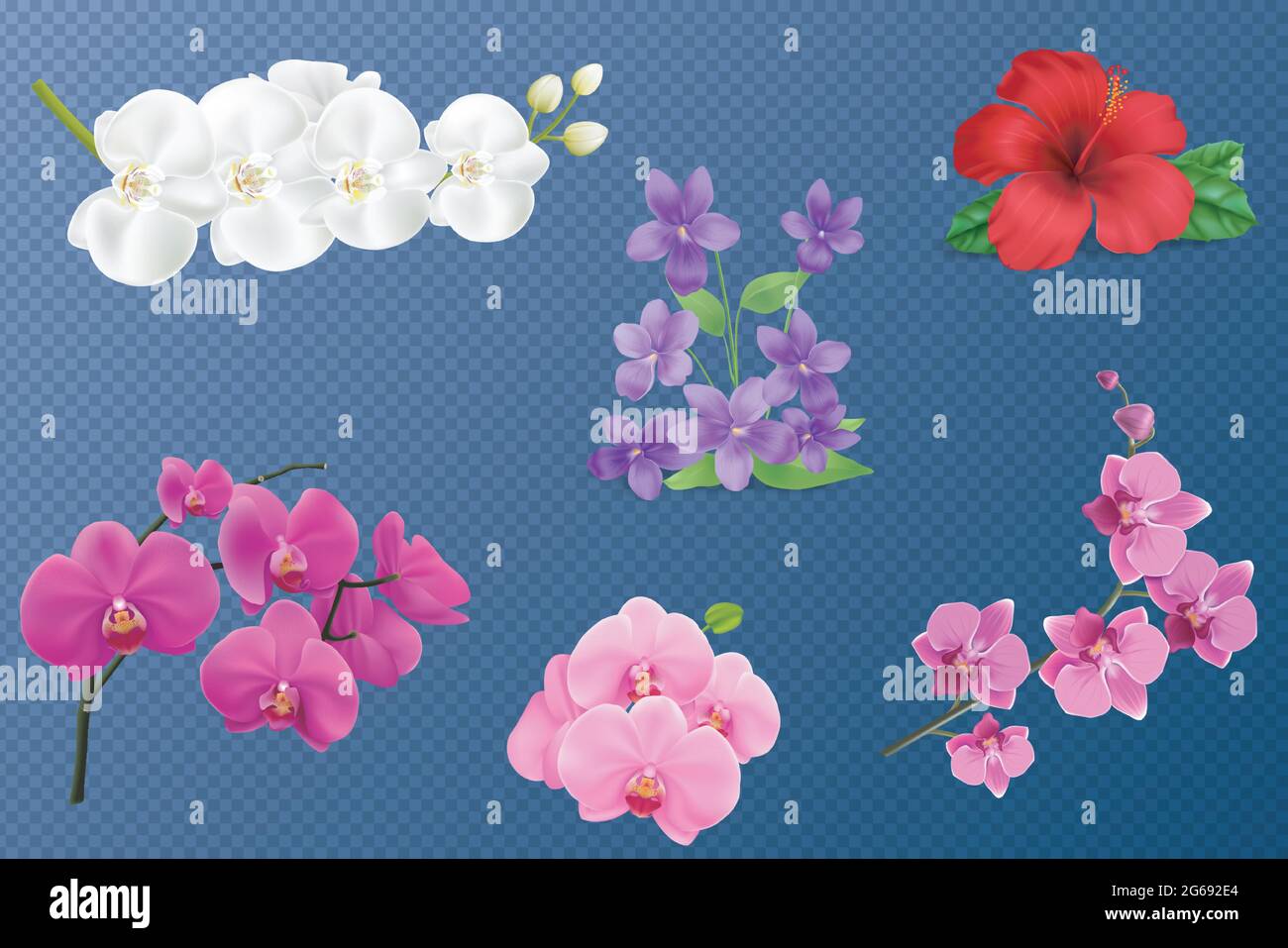 Flower vector set on transparent background Stock Vector Image & Art ...