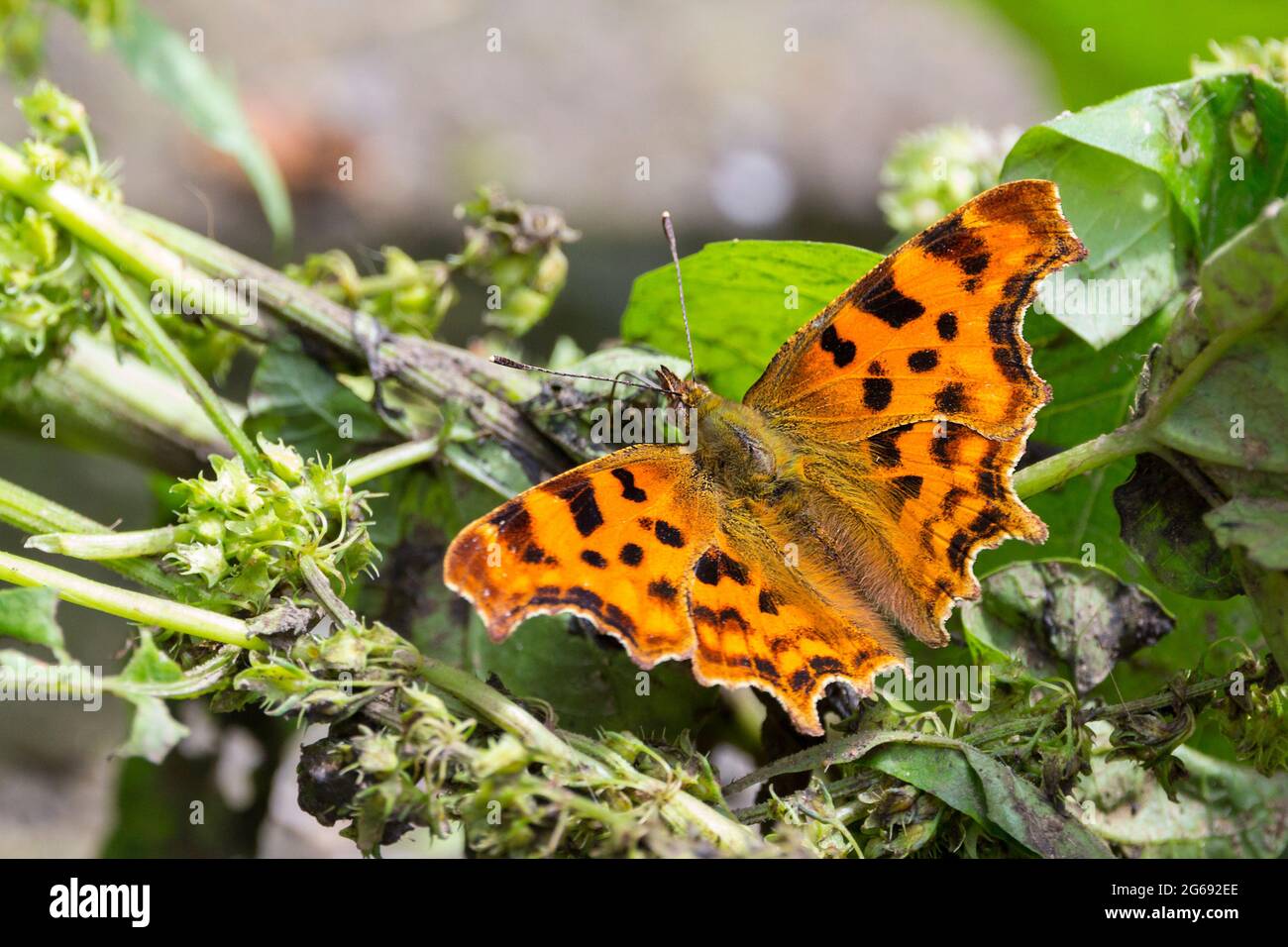 White comma shape on underwing hi-res stock photography and images - Alamy
