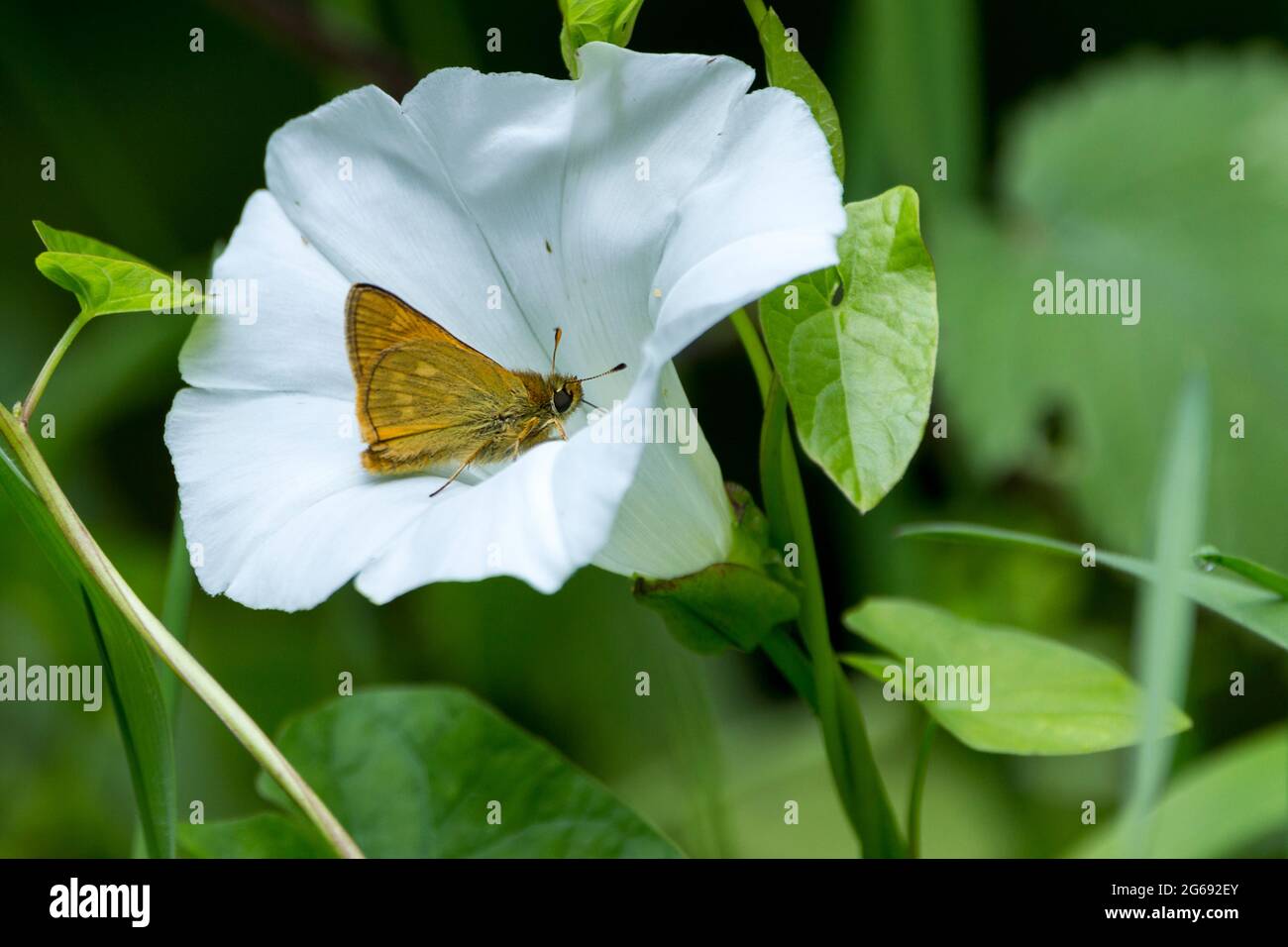 Large bindweed (calystegia sylvatica) large white trumpet shaped wild ...