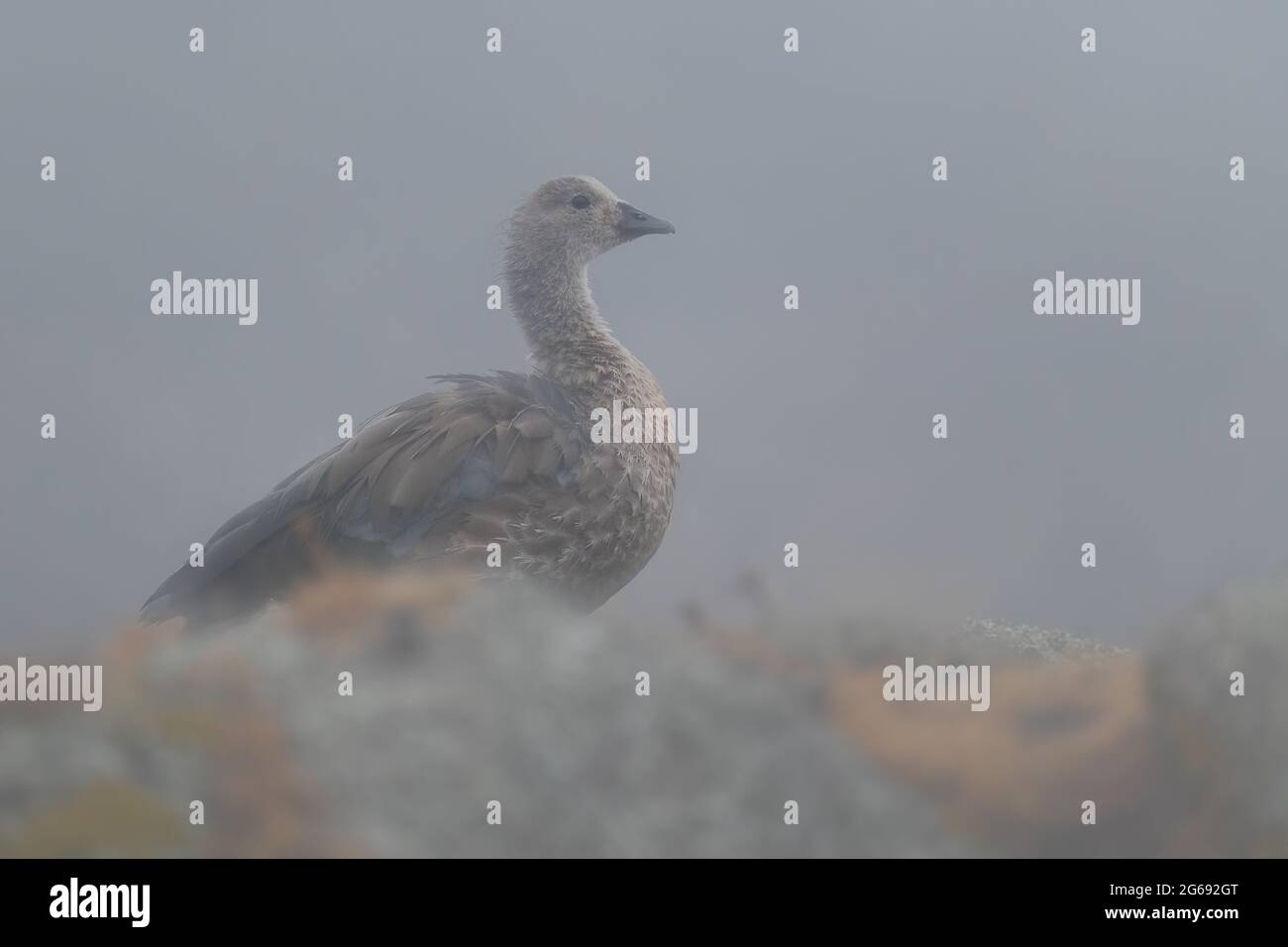 Blue-winged Goose - Cyanochen cyanoptera, beautiful colored goose ...