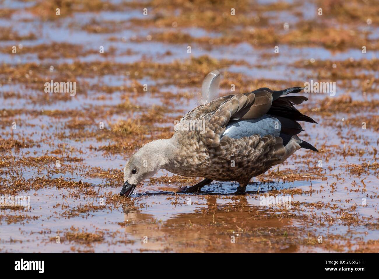 Blue-winged Goose - Cyanochen cyanoptera, beautiful colored goose ...
