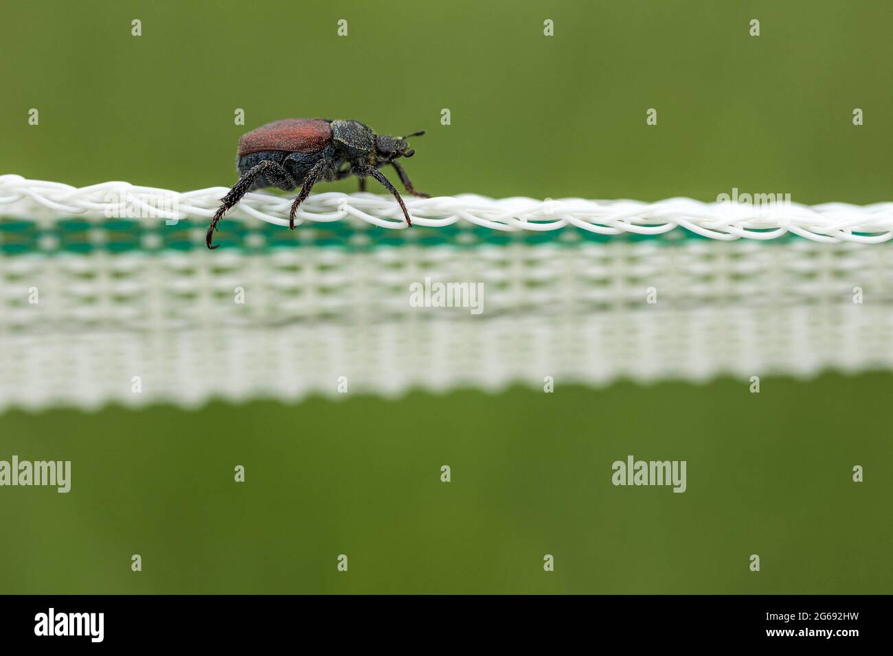 Beetle like bug on a woven tape used to partition a field, Long black ...