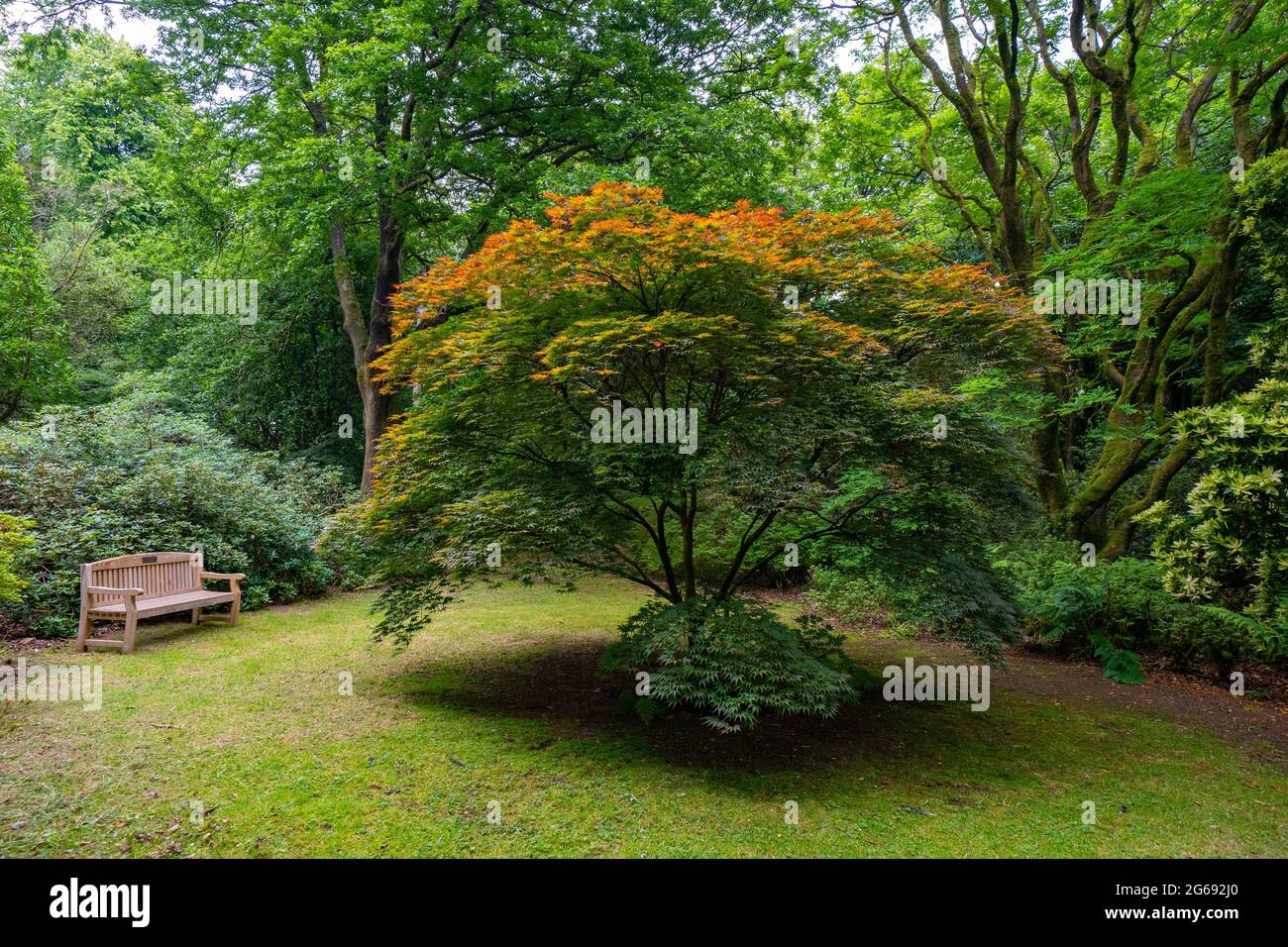 Yellow wood tree hi-res stock photography and images - Alamy