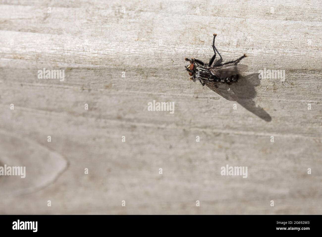 Chequered markings on abdomen hi-res stock photography and images - Alamy
