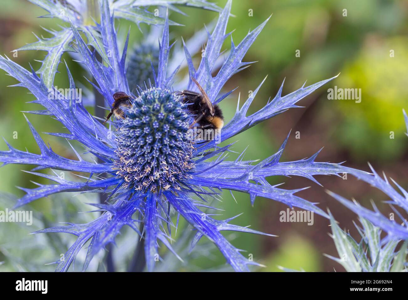 Blue hobbit eryngium a teasel like blue flowerhead surrounded by spiky ...