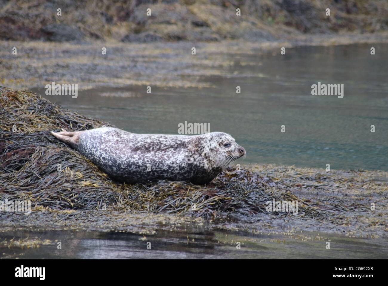 Seals on rocks in Scottish Highlands Stock Photo - Alamy