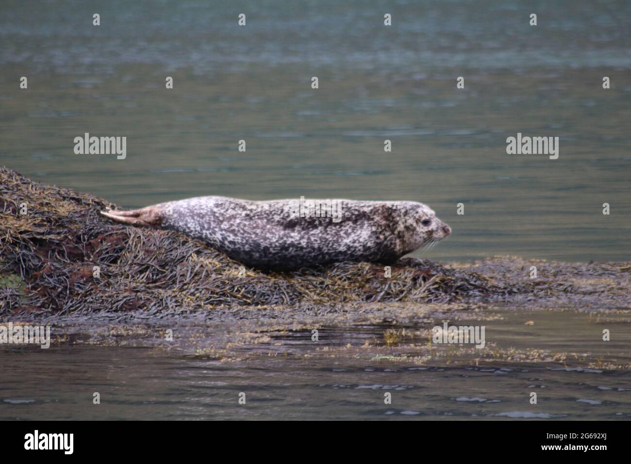 Seals on rocks in Scottish Highlands Stock Photo - Alamy