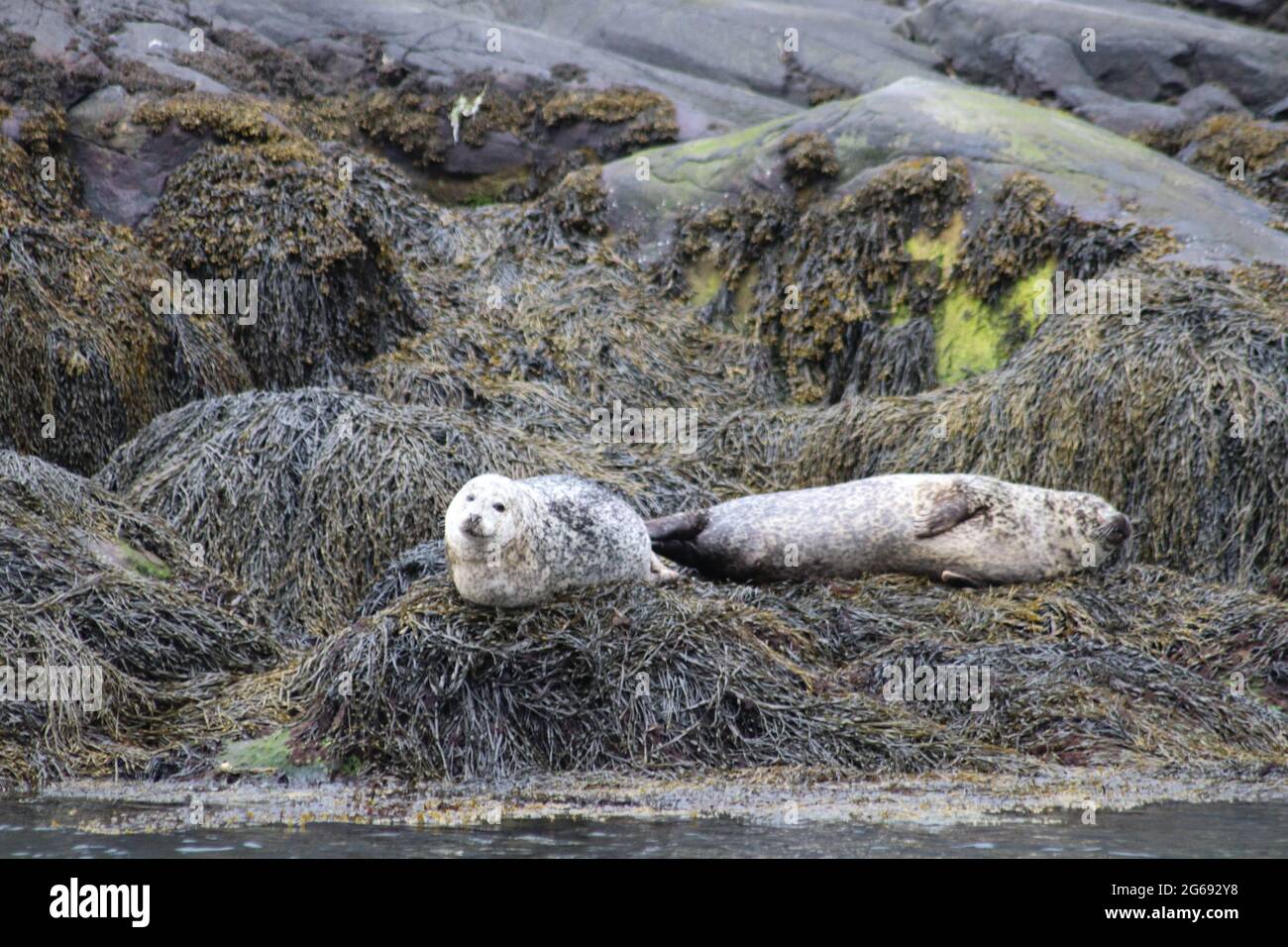 Seals on rocks in Scottish Highlands Stock Photo - Alamy