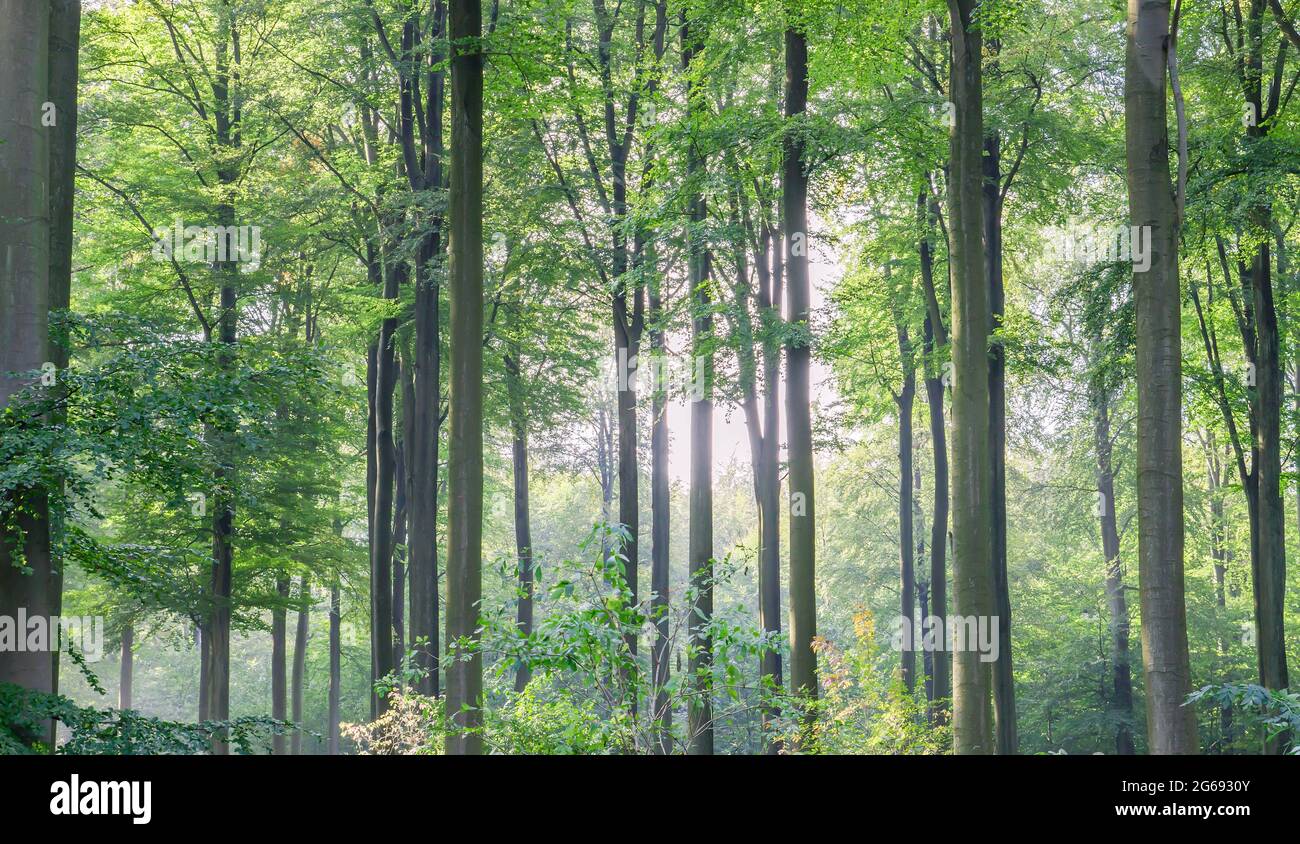 Lush green beech trees hi-res stock photography and images - Alamy