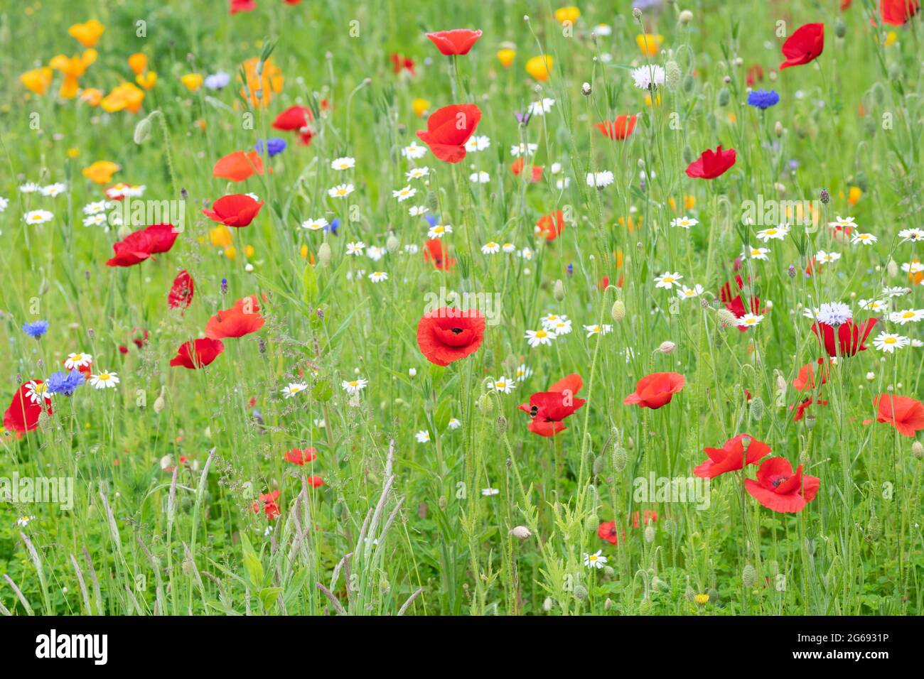 Garden red poppy hi-res stock photography and images - Alamy