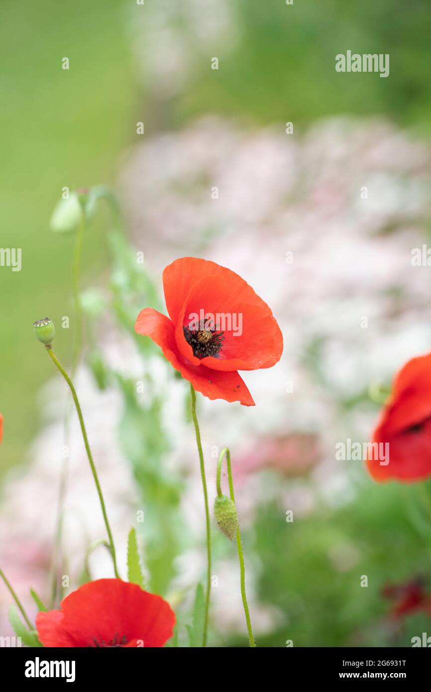 Garden red poppy hi-res stock photography and images - Alamy