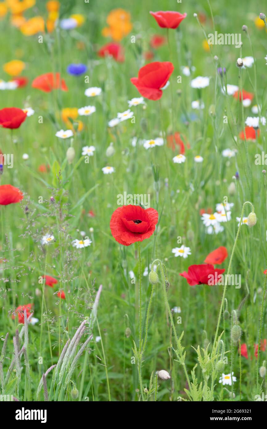 Garden red poppy hi-res stock photography and images - Alamy