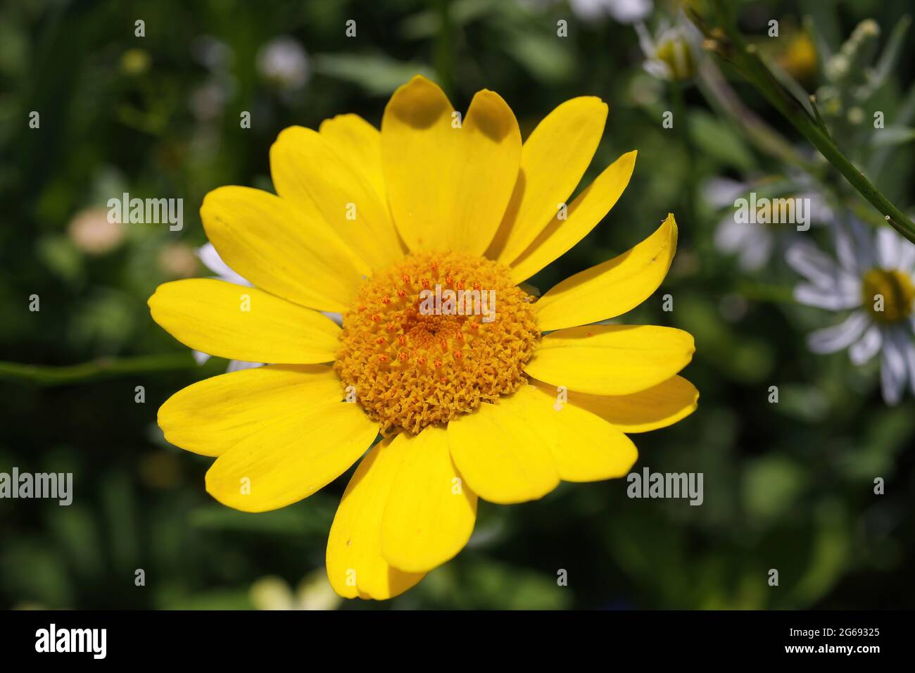 Corn_daisy hi-res stock photography and images - Alamy
