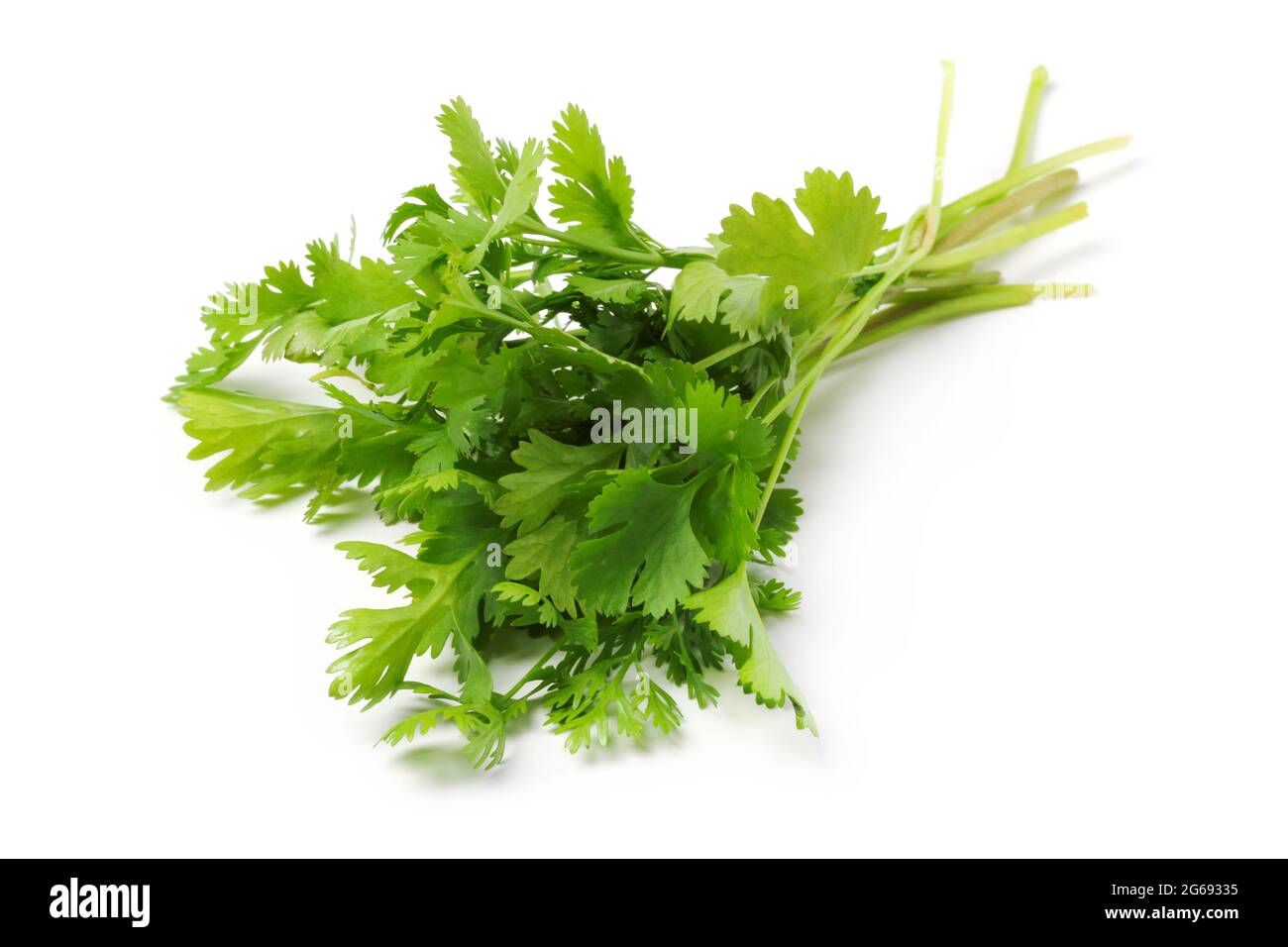 Bunch of fresh cilantro close up isolated on white background Stock ...