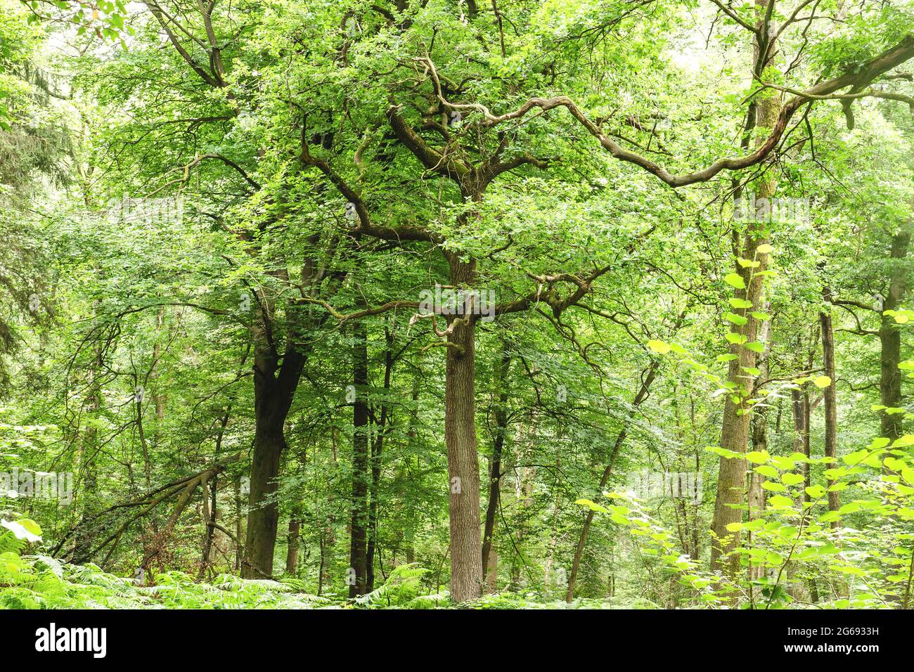 Green decidious forest in summertime Stock Photo - Alamy