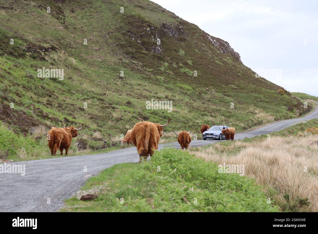 Highland cows on road Stock Photo - Alamy