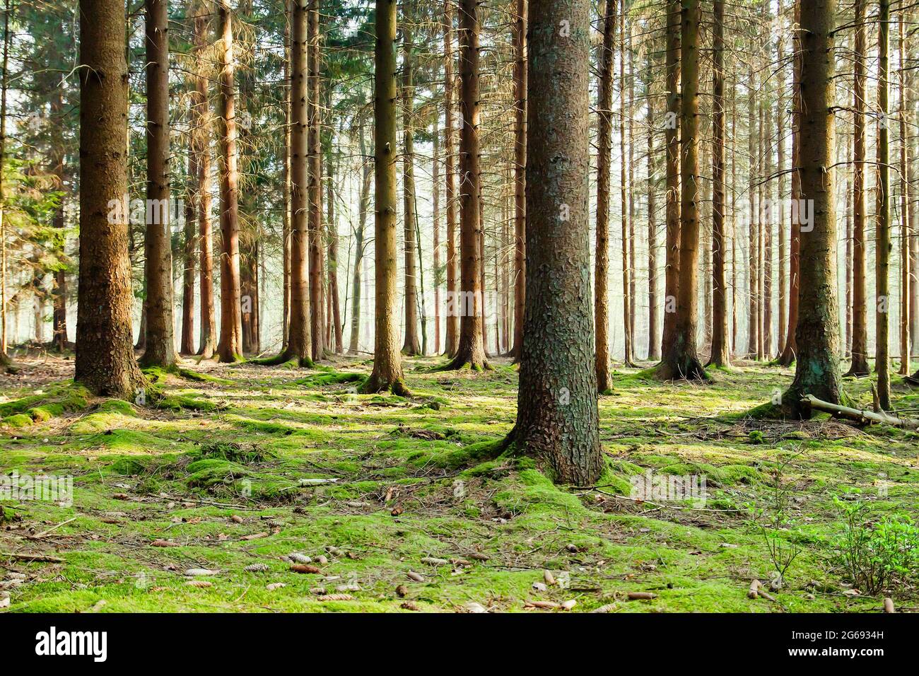 Mossy bush in forest hi-res stock photography and images - Alamy