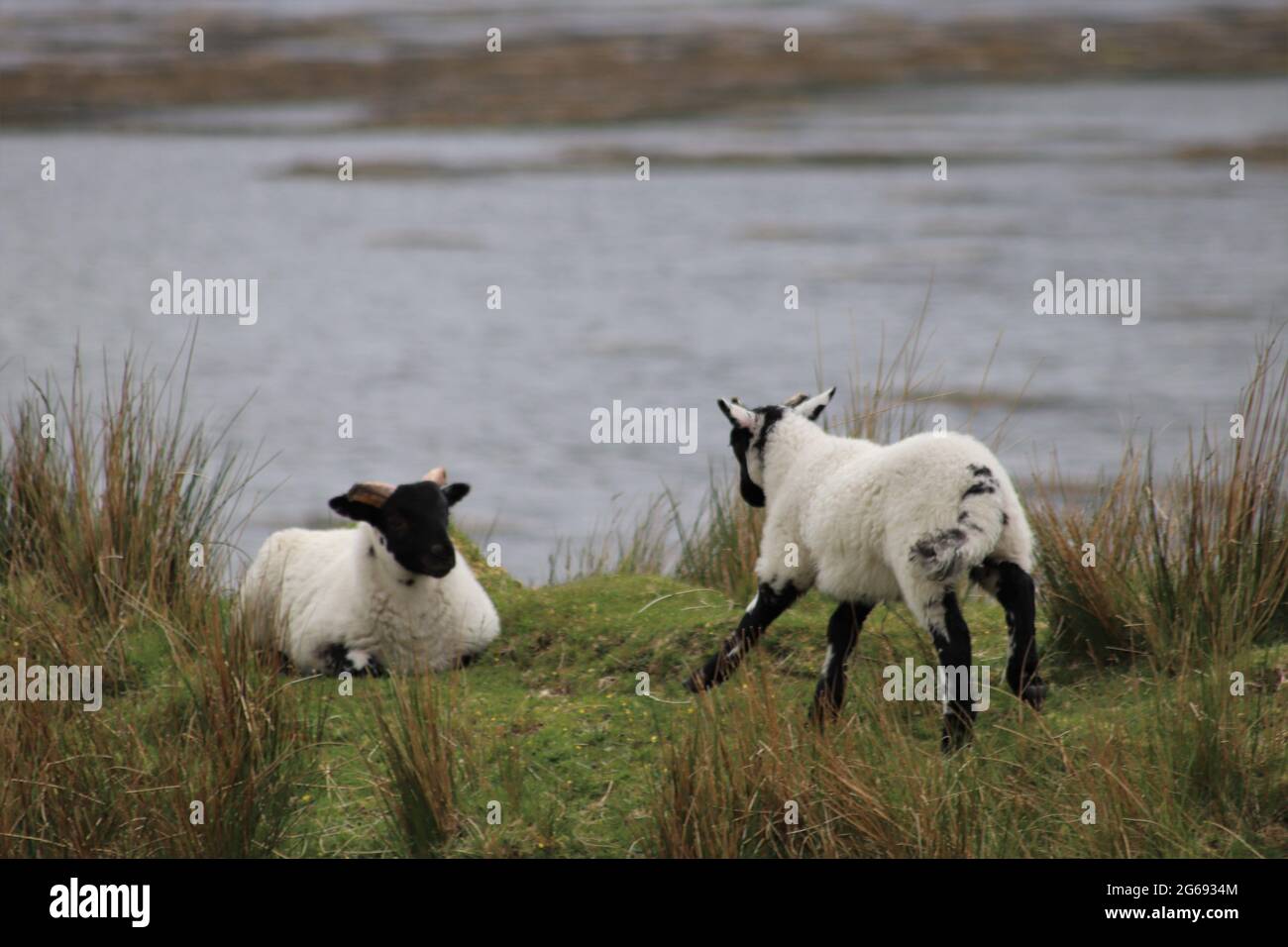 Black-faced sheep in Scottish Highlands Stock Photo - Alamy