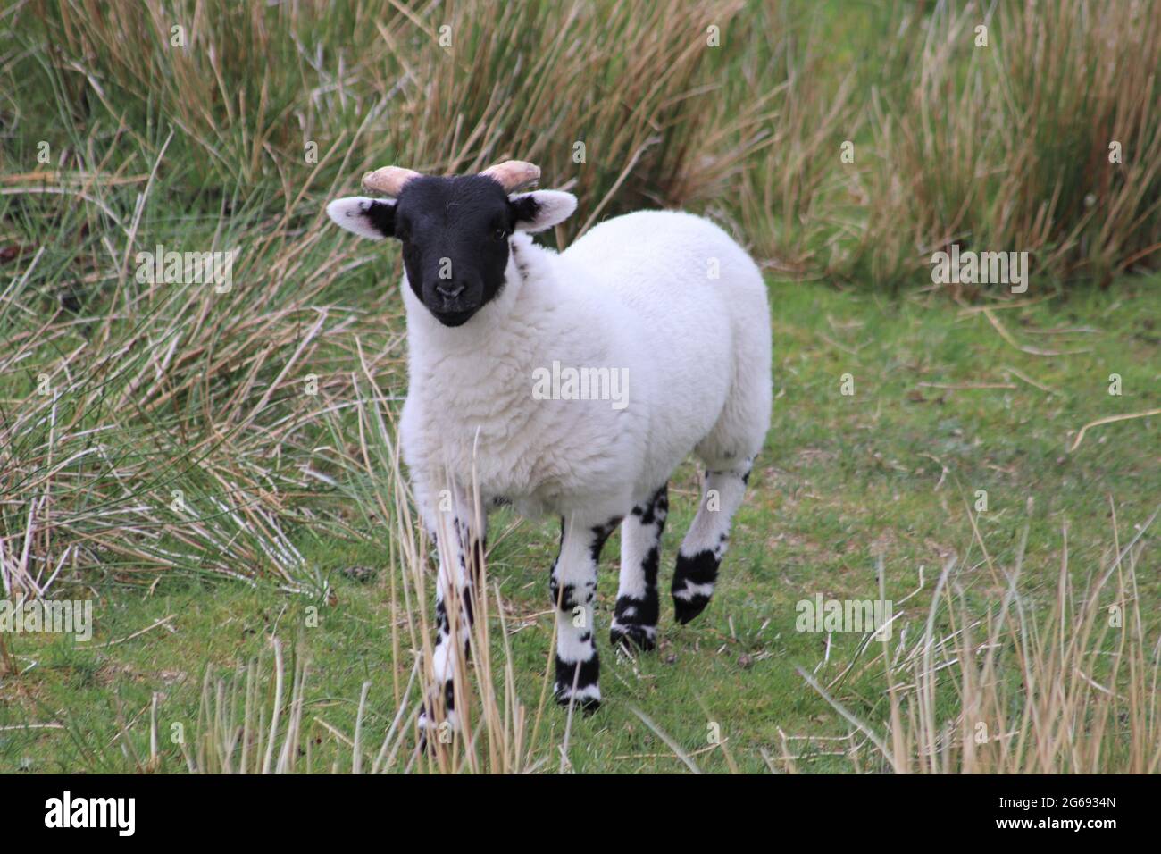 Highlander black sheep hi-res stock photography and images - Alamy