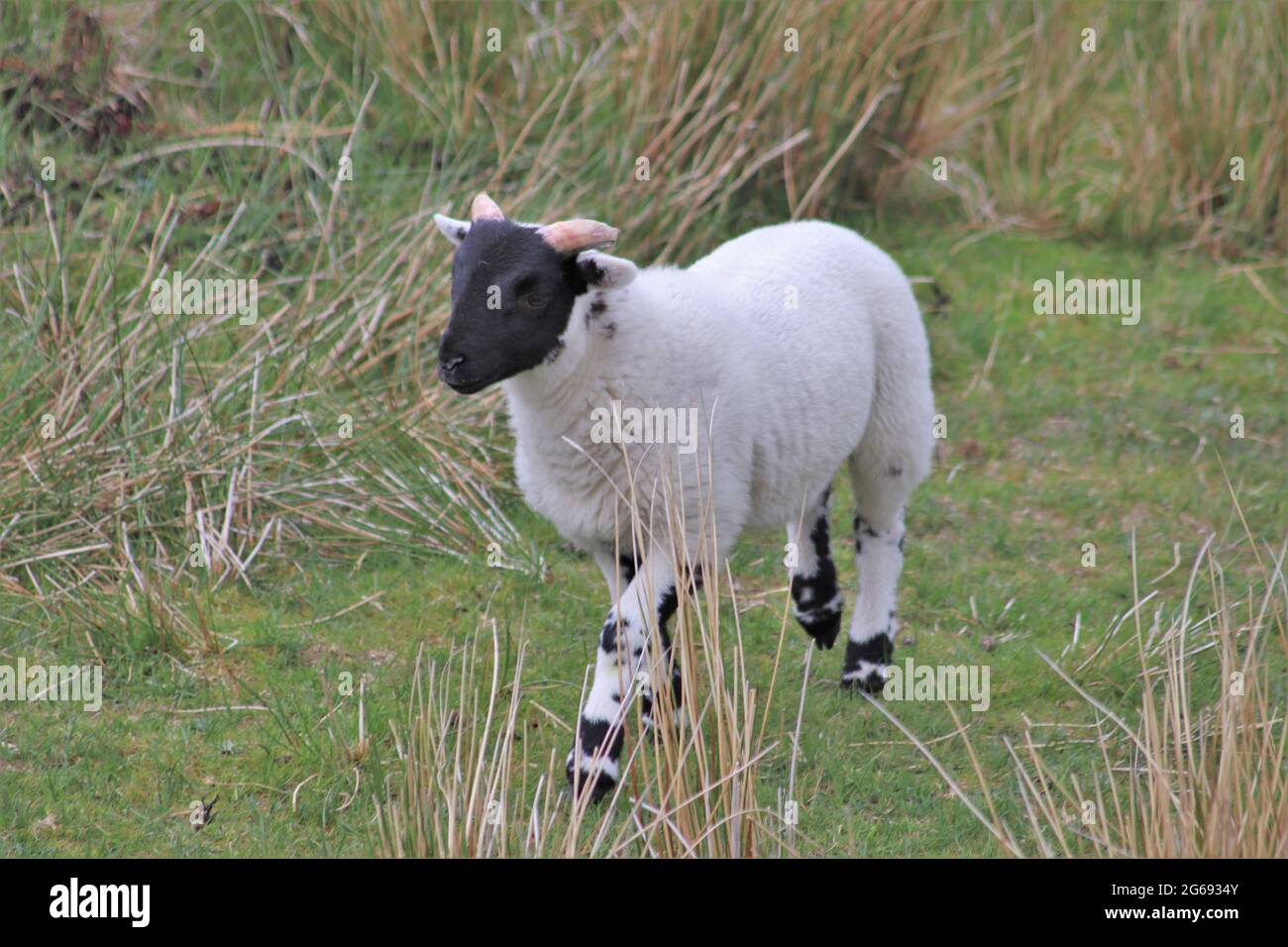 Black faced highland sheep hi-res stock photography and images - Alamy