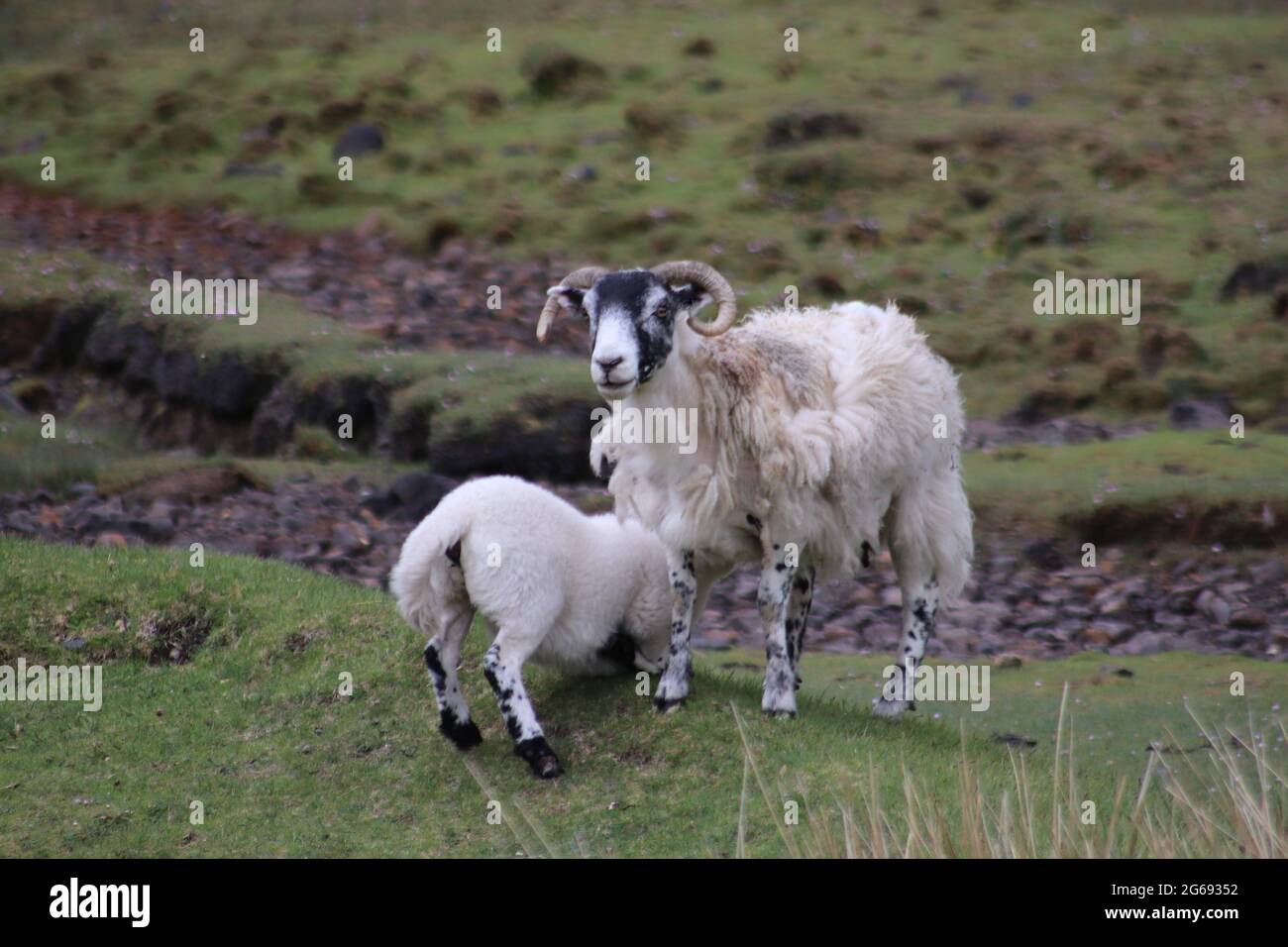 Black-faced sheep in Scottish Highlands Stock Photo - Alamy