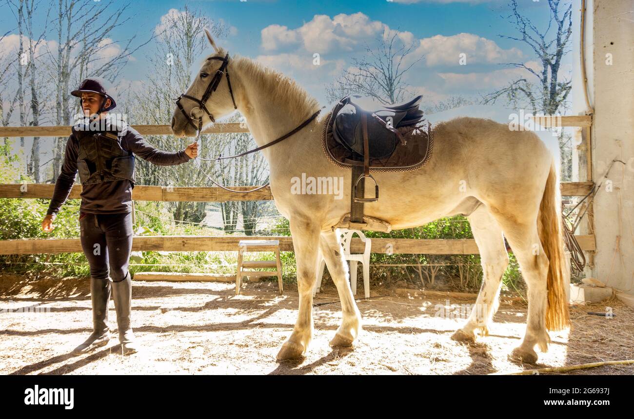 rider riding a horse by the reins in the riding hall Stock Photo - Alamy