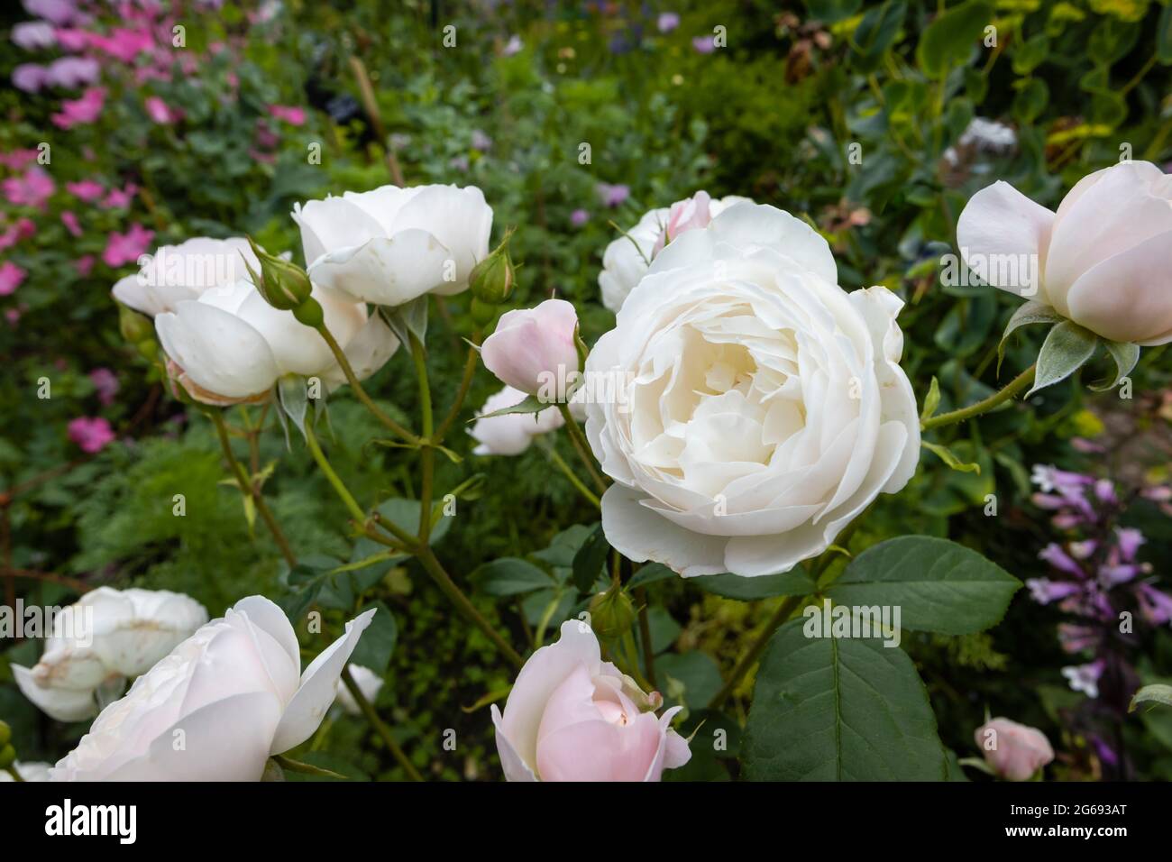 Fragrant, repeat flowering, white David Austin shrub rose 'Desdemona ...