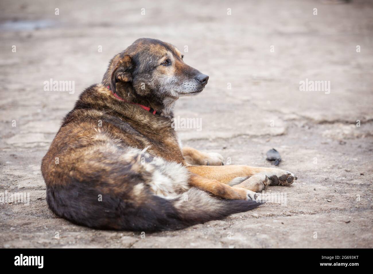 Dog with sad eyes in the shelter for adoption Stock Photo - Alamy