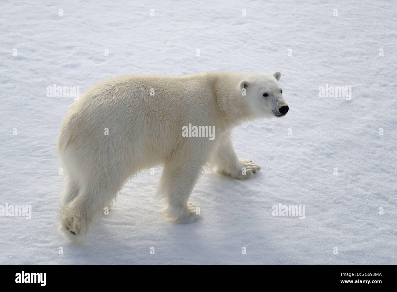 Wild polar bear on pack ice in Arctic Stock Photo - Alamy
