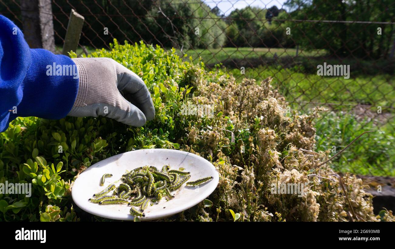 worm infestation in the garden Stock Photo - Alamy