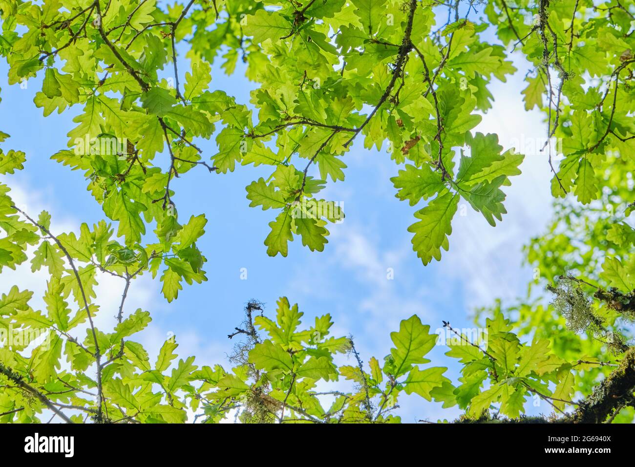 Detail of quercus rober oak tree deciduous foliage fresh green ...