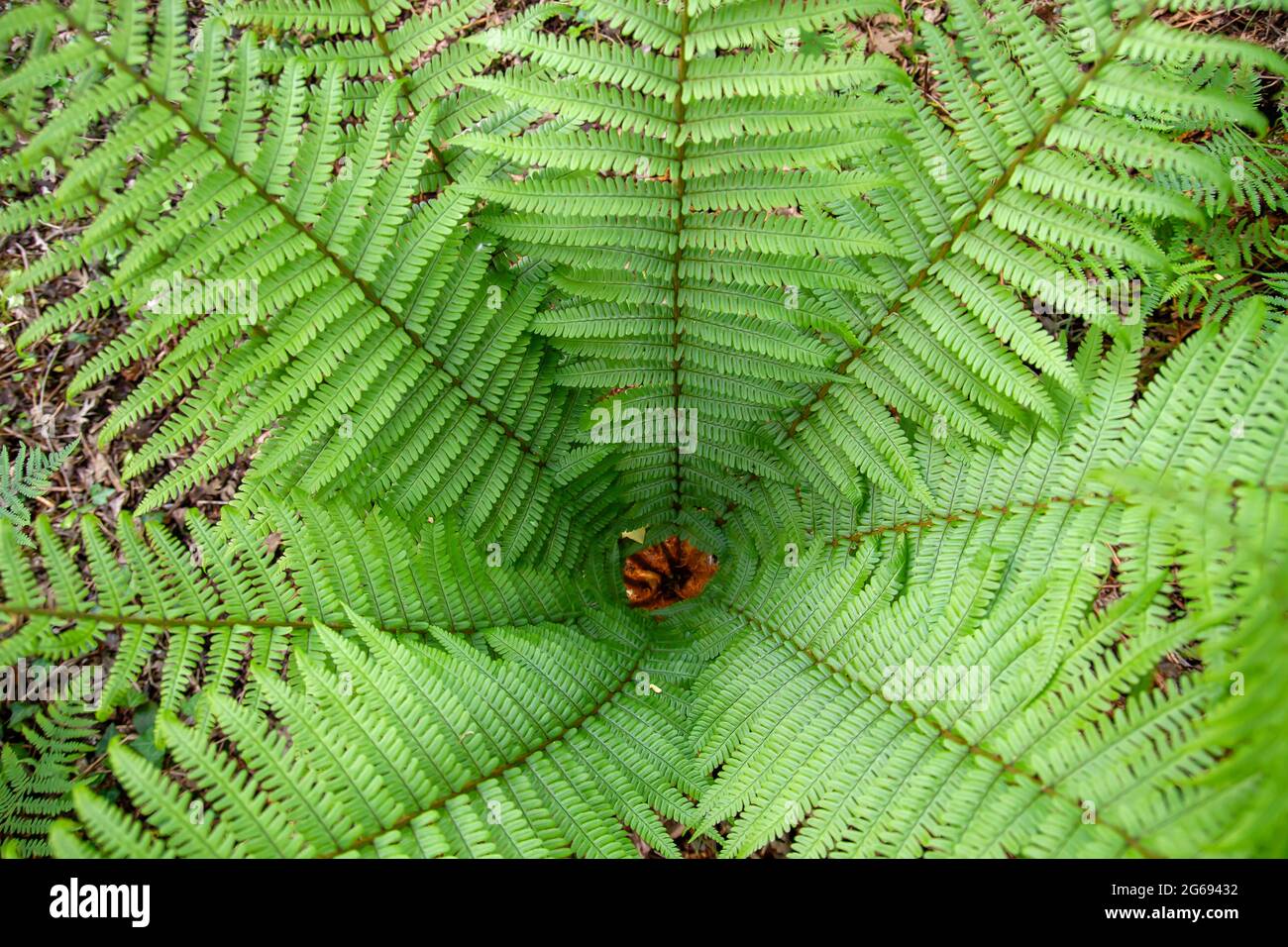 Male gern green fronds growing with shuttlecock shape Stock Photo - Alamy