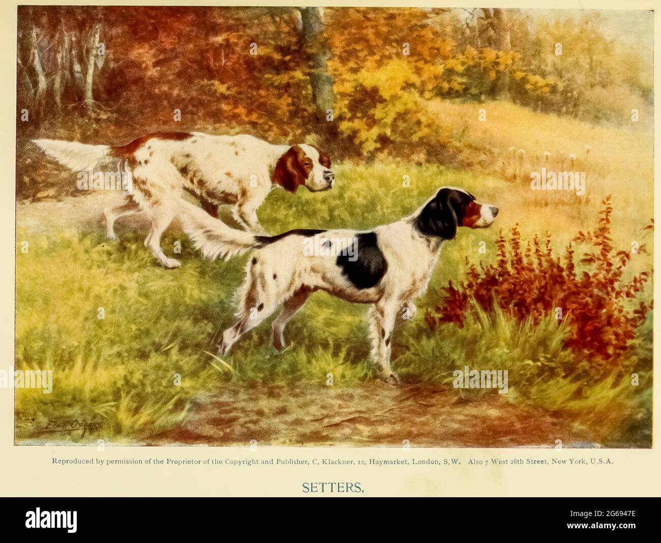 English setters painting hi-res stock photography and images - Alamy