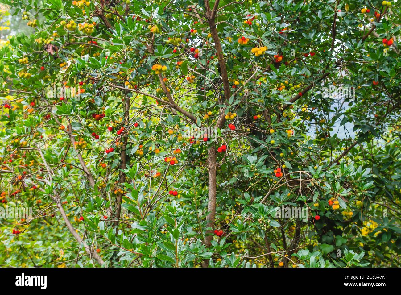 Arbutus fruits hi-res stock photography and images - Alamy
