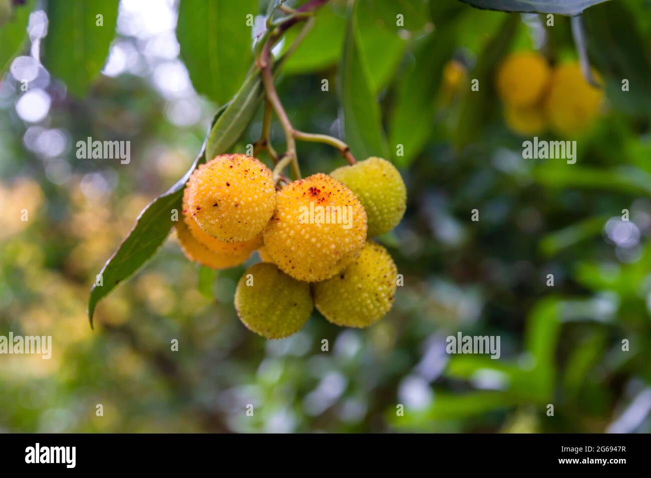 Arbutus unedo or strawberry tree fruits close up Stock Photo - Alamy