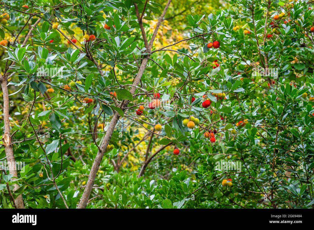 Arbutus unedo or strawberry tree fruits close up Stock Photo - Alamy