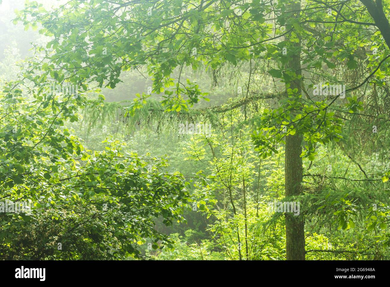 Leafy woodland hi-res stock photography and images - Alamy