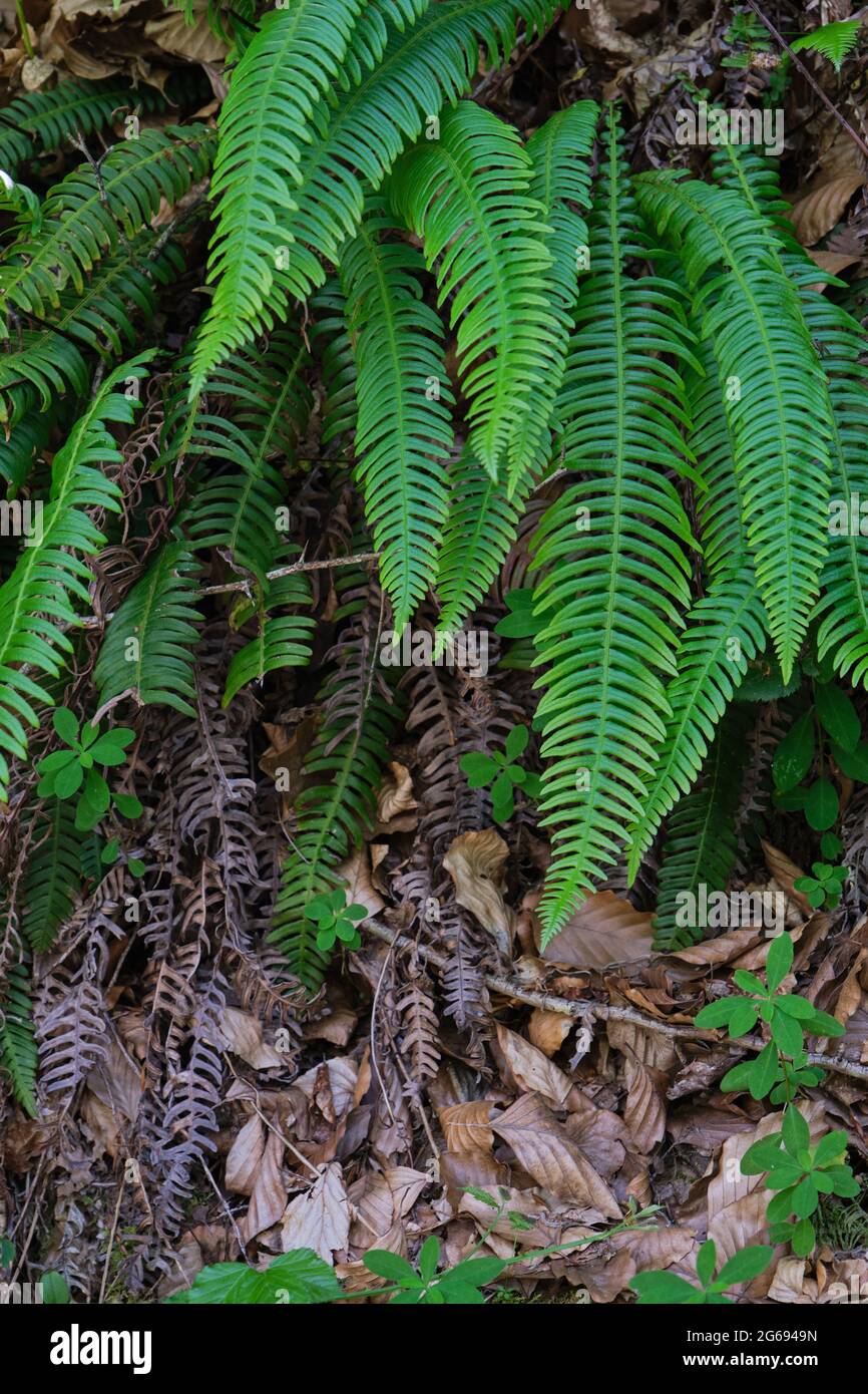 Hard fern fresh green fronds growing in a shady and humid woodland ...