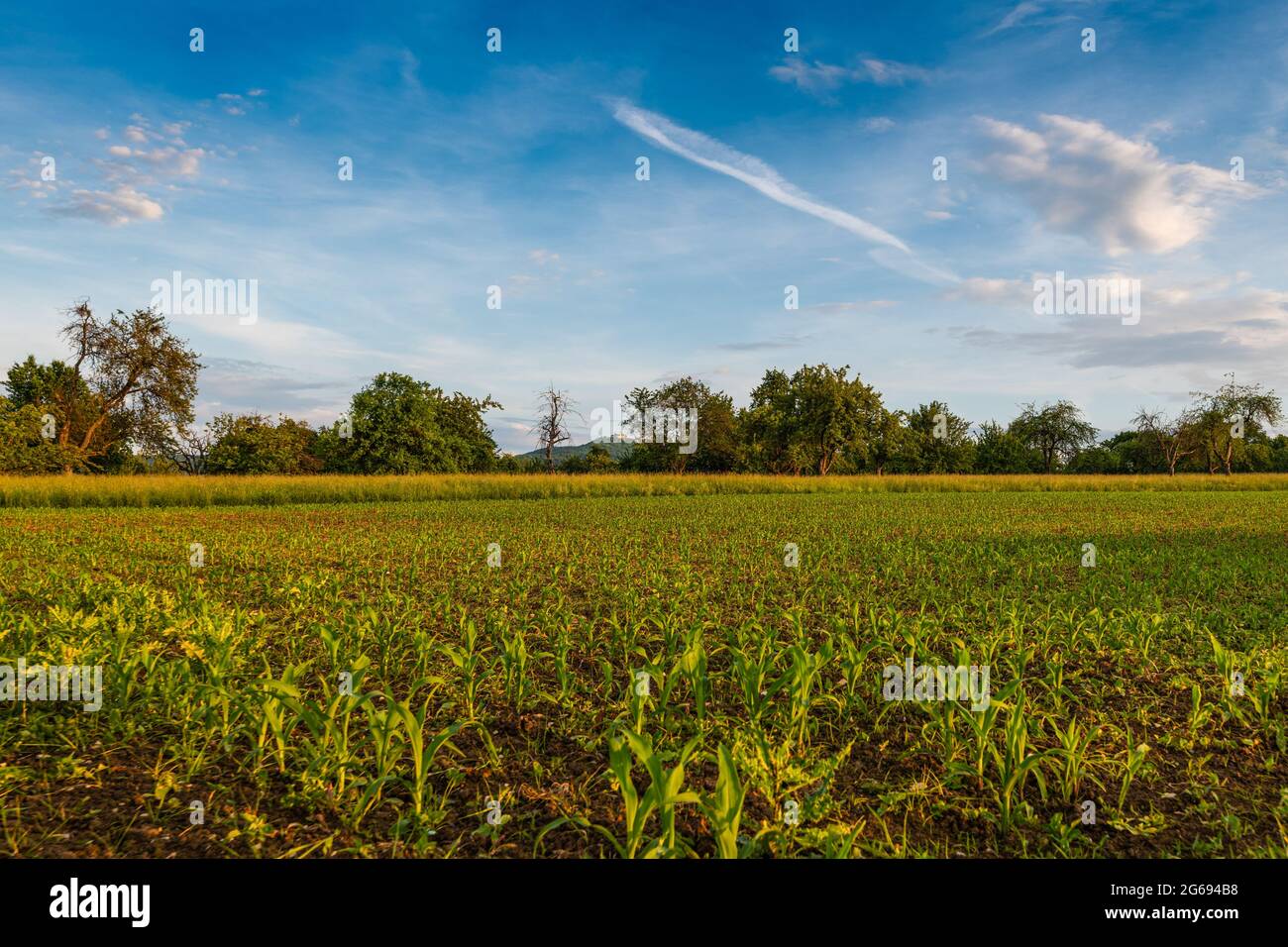 field of corn Stock Photo - Alamy