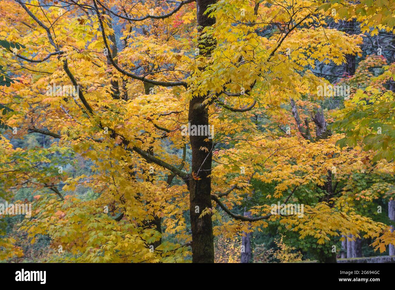 Maple tree with deciduous autumnal foliage Stock Photo - Alamy