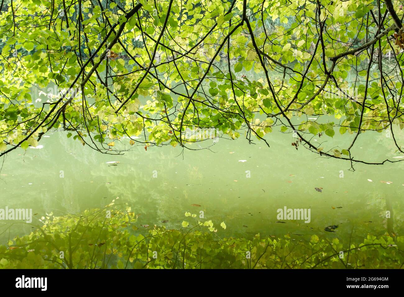 Tree by a pond hi-res stock photography and images - Alamy