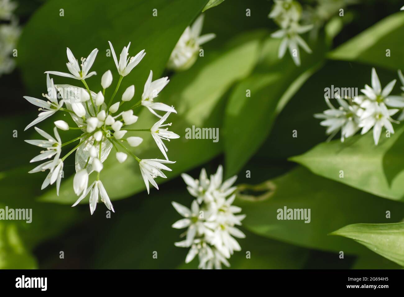 Allium ursinum close up leaves hi-res stock photography and images - Alamy