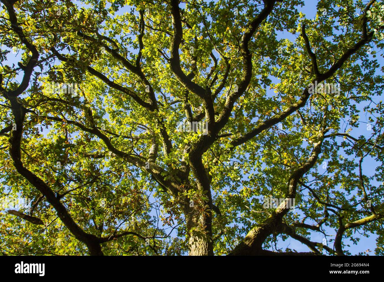 Oak tree leaves background fall quercus robur hi-res stock photography ...