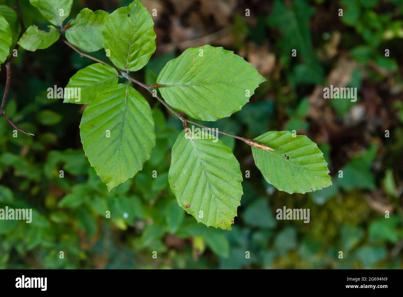 Fagus sylvatica branch hi-res stock photography and images - Alamy