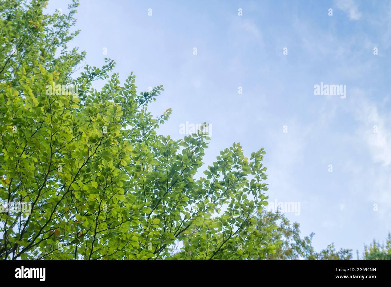 Fagus sylvatica green deciduous foliage and blue sky background Stock ...